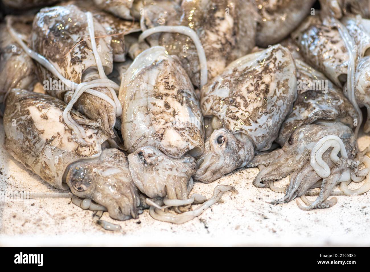 Fresh raw big cuttlefish, sepia or cuttles for selling in a plate in a ...