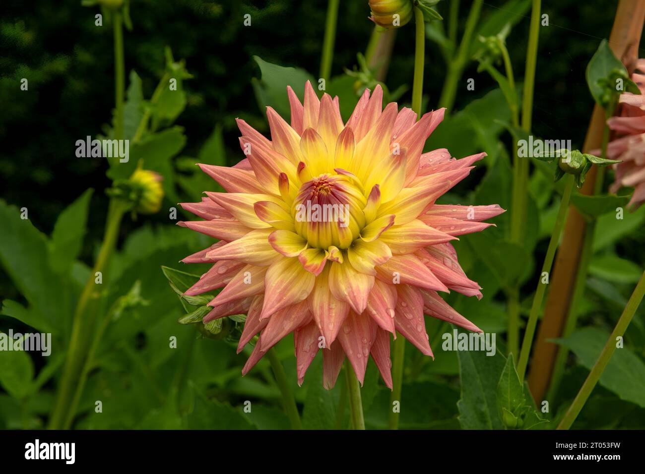 Dahlia Grenidor Pastelle Stock Photo - Alamy
