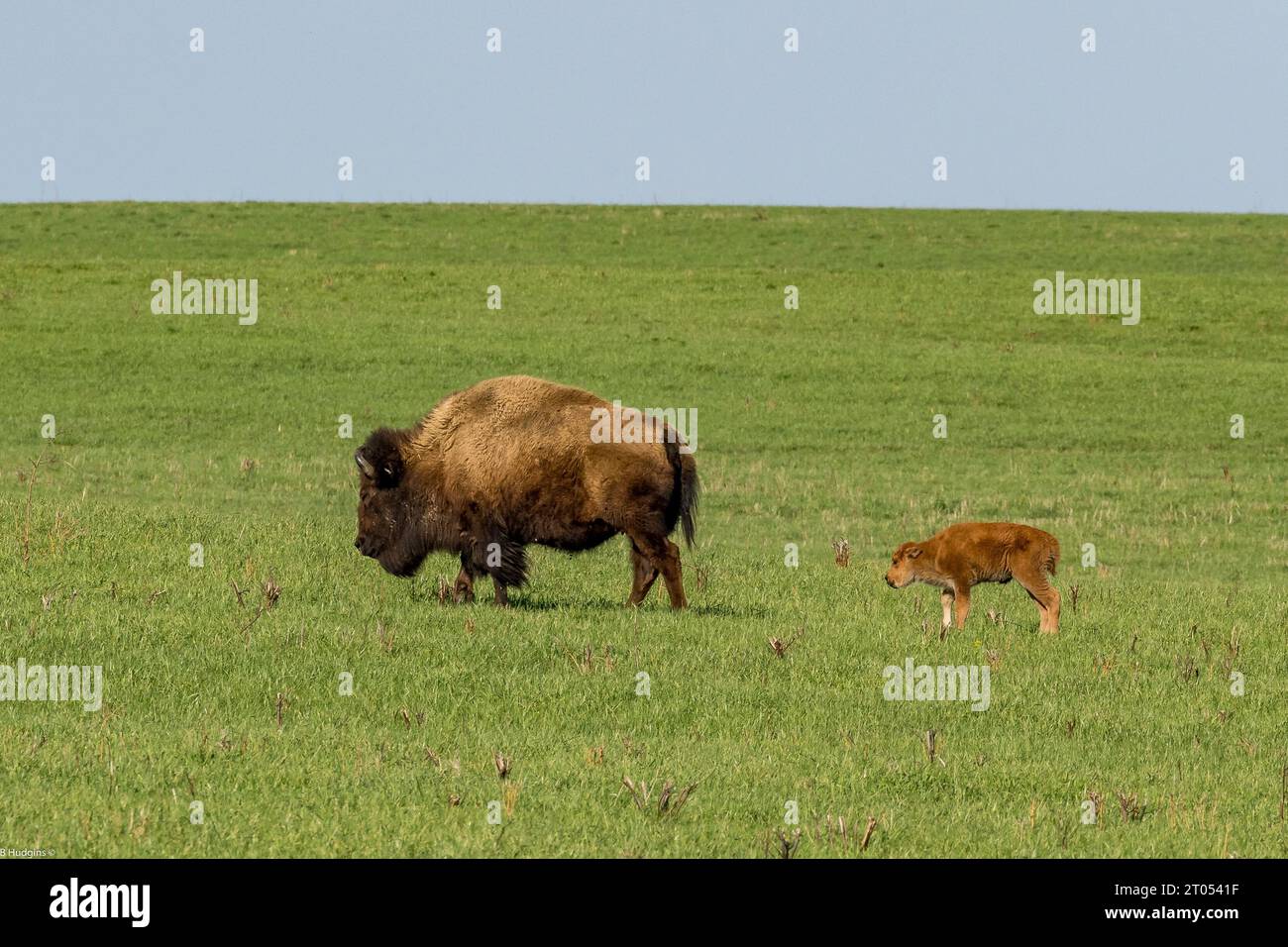 A herd of American bison in Midewin National Tallgrass Prairie in ...