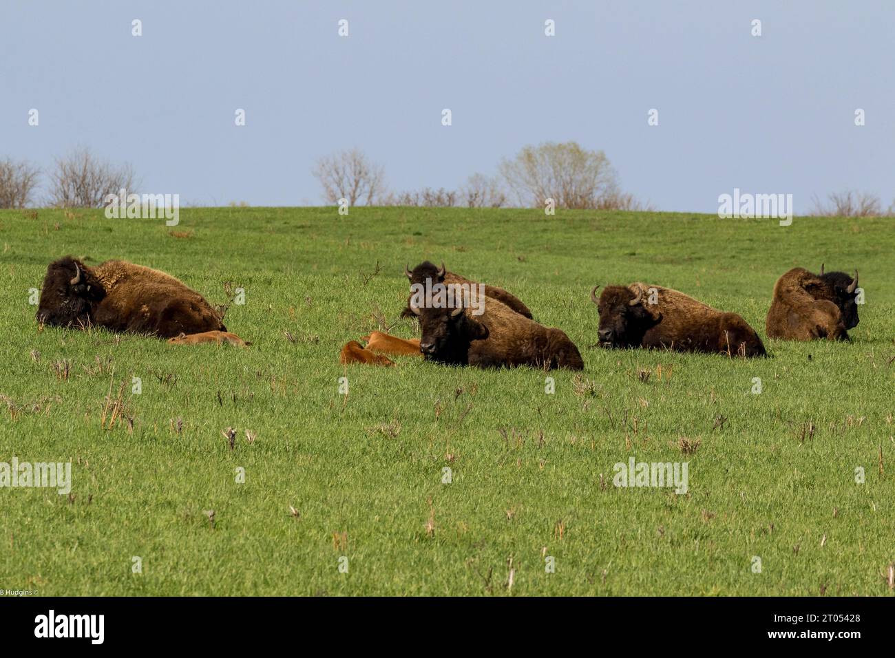 A herd of American bison in Midewin National Tallgrass Prairie in ...
