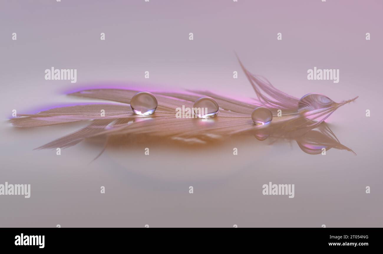 Closeup of droplets on a feather in a milky liquid against a blurry ...