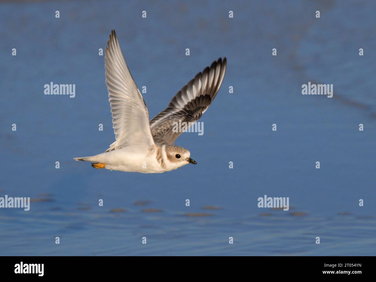 Piping plover (Charadrius melodus) flying over the ocean coast during ...