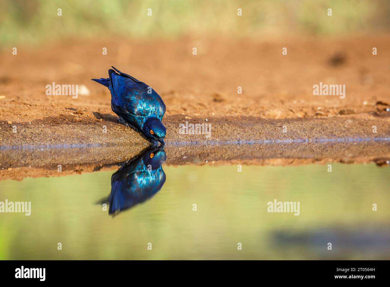 Cape Glossy Starling drinking in waterhole with reflection in Kruger ...