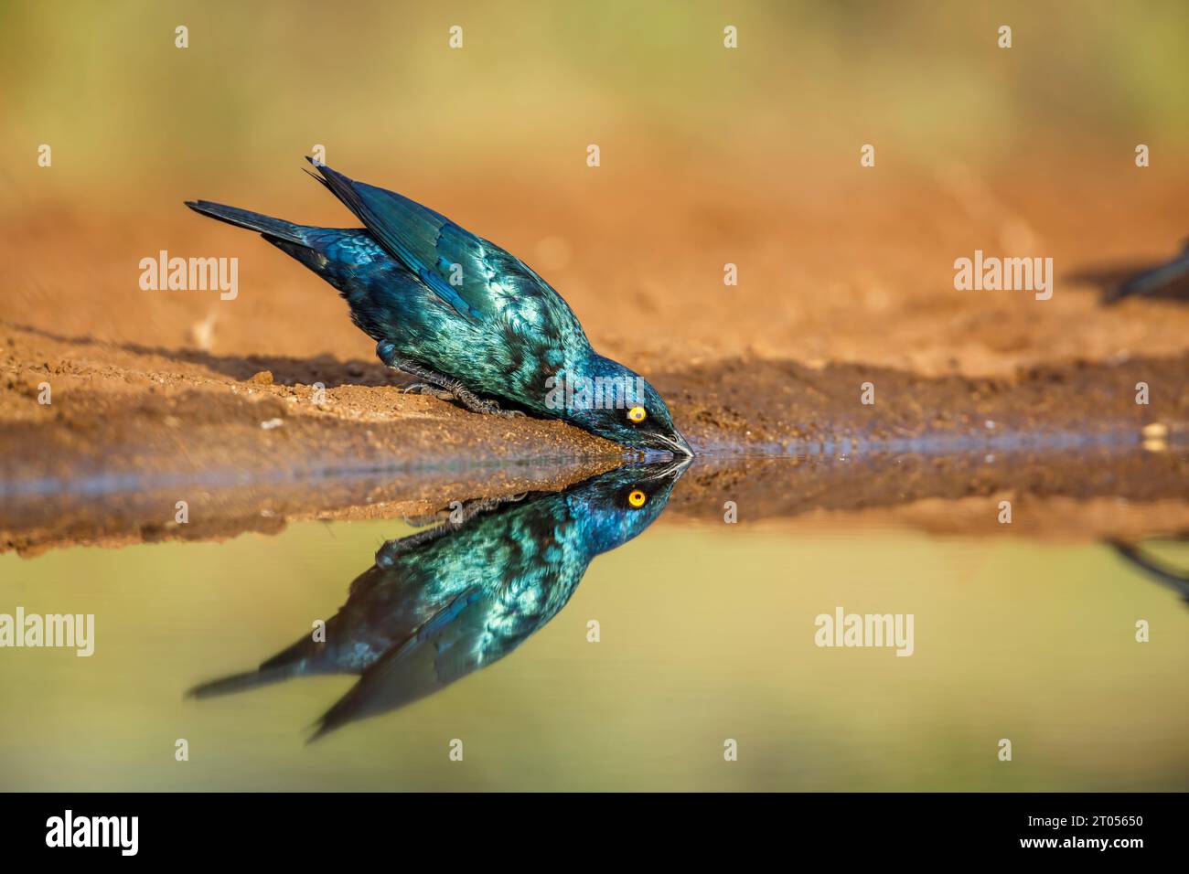 Cape Glossy Starling drinking in waterhole with reflection in Kruger ...