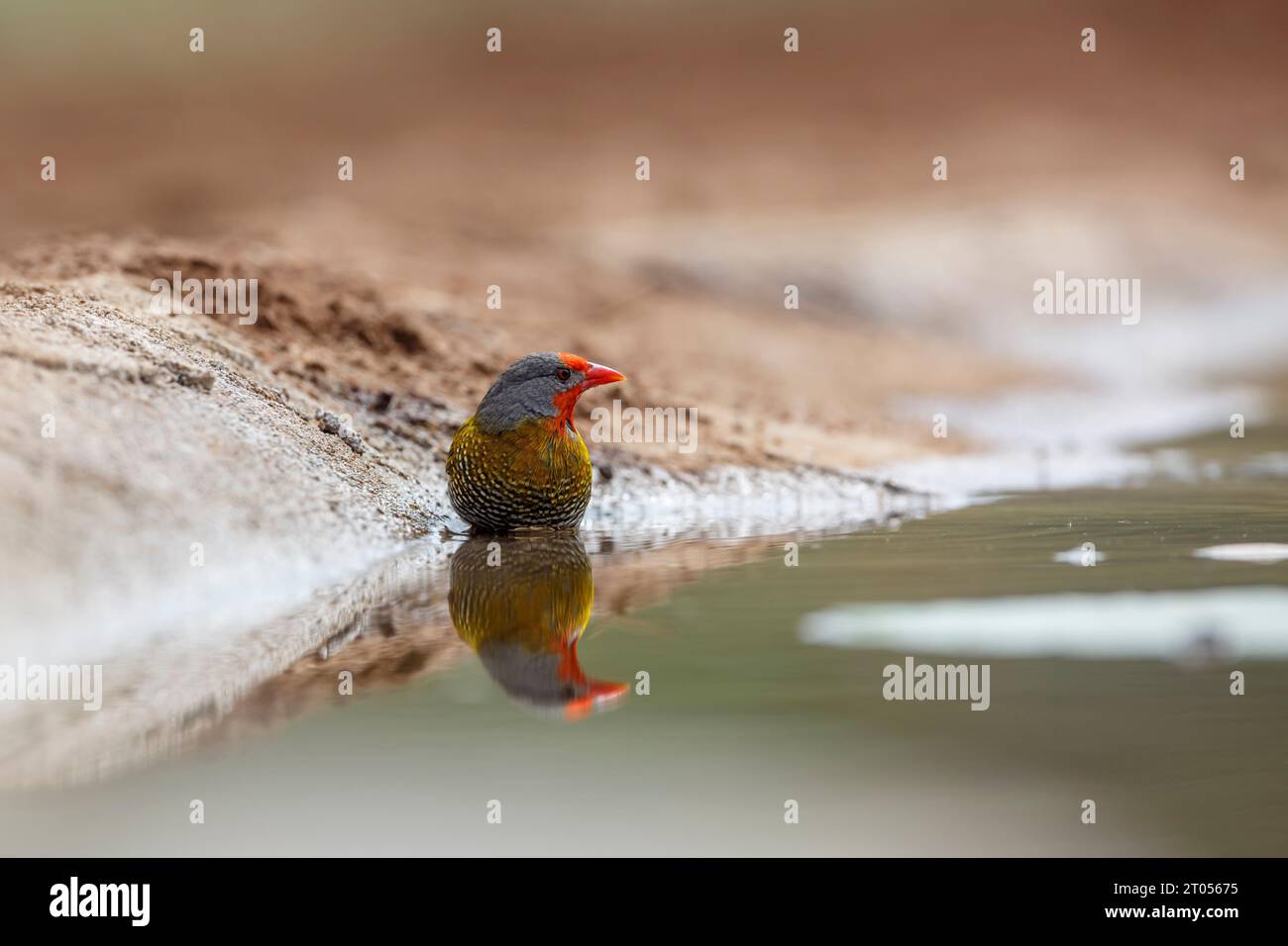 Green winged Pytilia male bathing in waterhole in Kruger National park ...