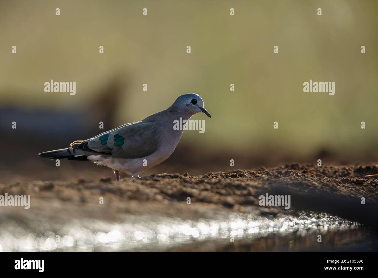 Emerald spotted Wood-Dove standing in ground level in Kruger National ...
