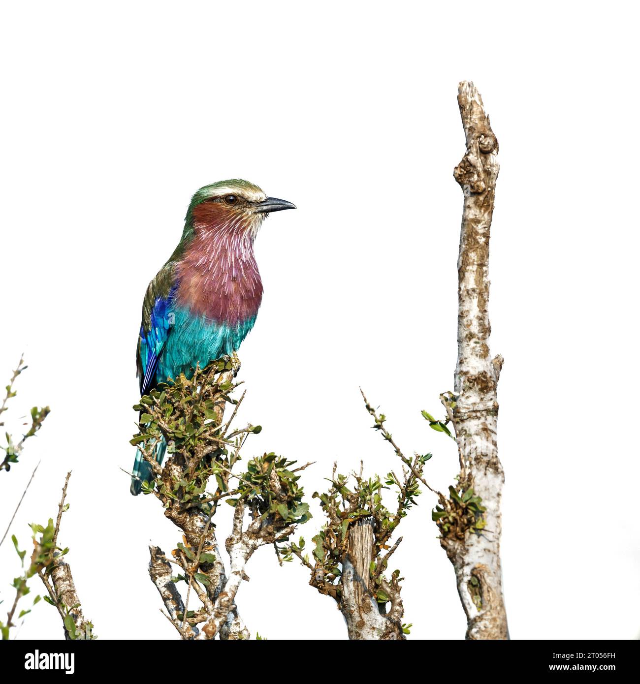 Lilac breasted roller standing on a branch isolated in white background ...