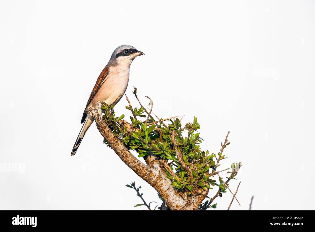 Red-backed Shrike isolated in white background in Kruger National park, South Africa ; Specie ...