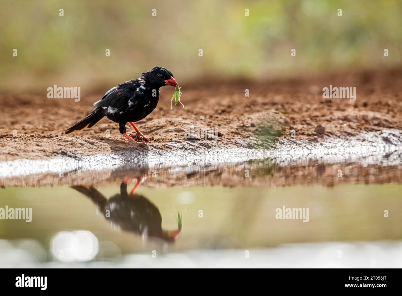 Red billed Buffalo Weaver with insect prey along waterhole in Kruger ...