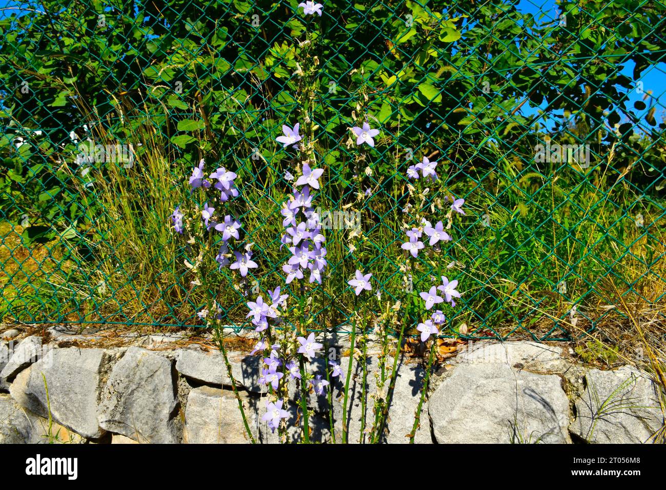 Chimney bellflower (Campanula pyramidalis) flower Stock Photo - Alamy