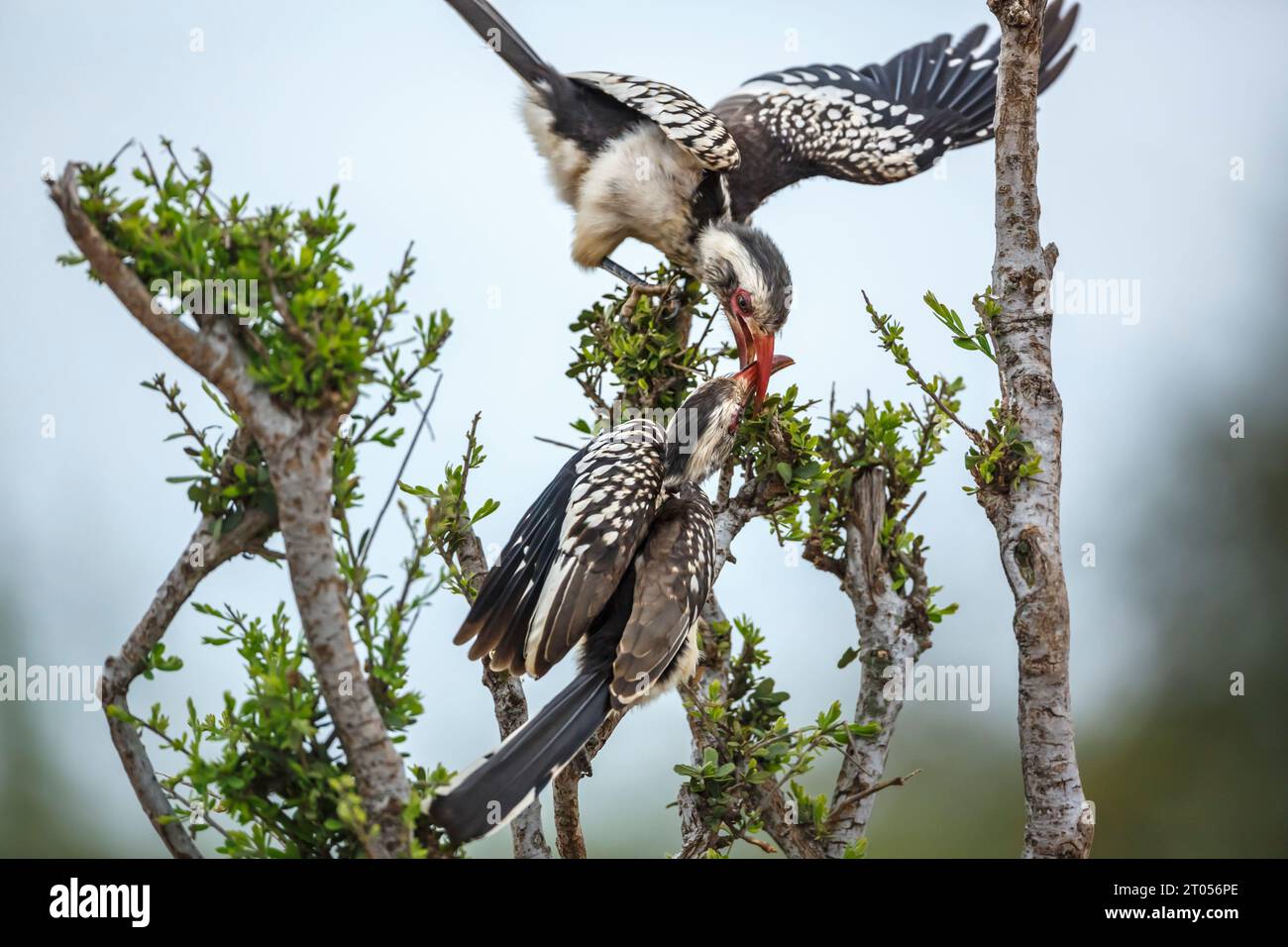 Two Southern Red billed Hornbill fighting on a shrub in Kruger National ...