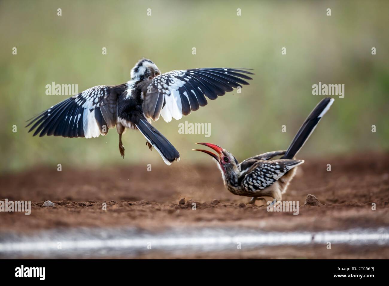 Two Southern Red billed Hornbill fighting on the ground in Kruger ...