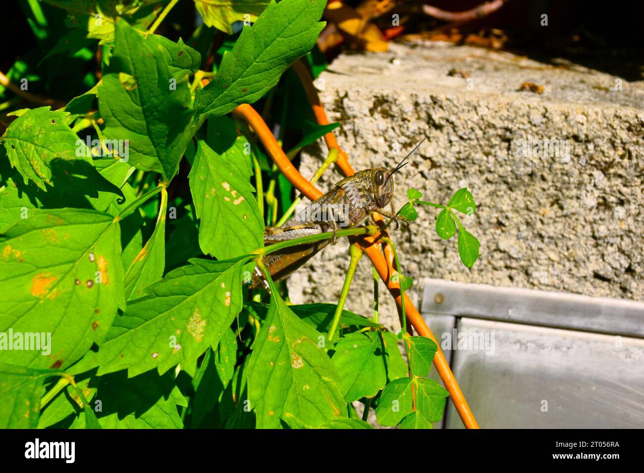 Grey egyptian grasshopper (Anacridium aegyptium Stock Photo - Alamy