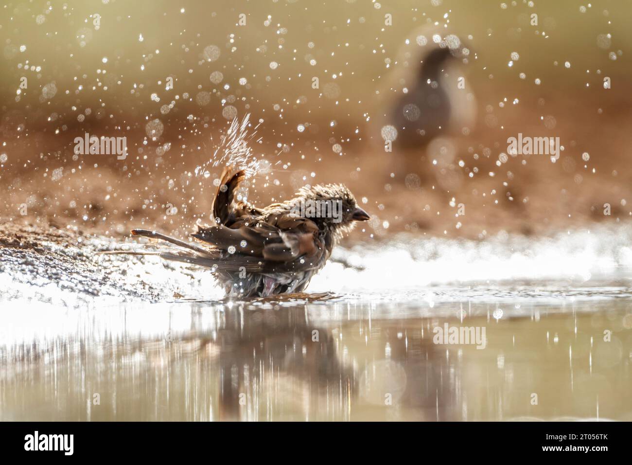 Southern Grey-headed Sparrow splashing in water in Kruger National park ...
