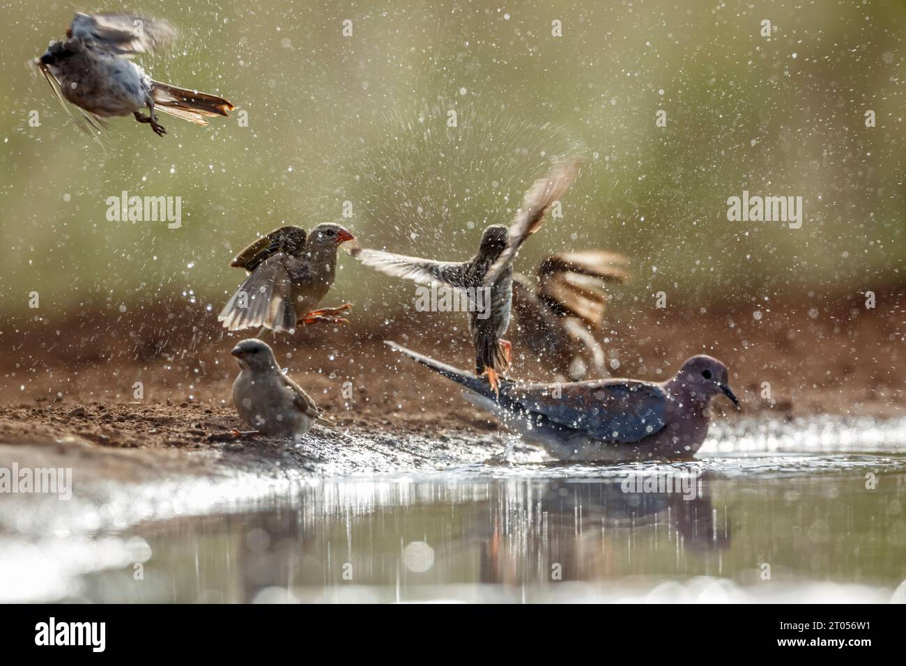 Southern Grey headed Sparrow, Red-billed Quelea, and laughing dove ...