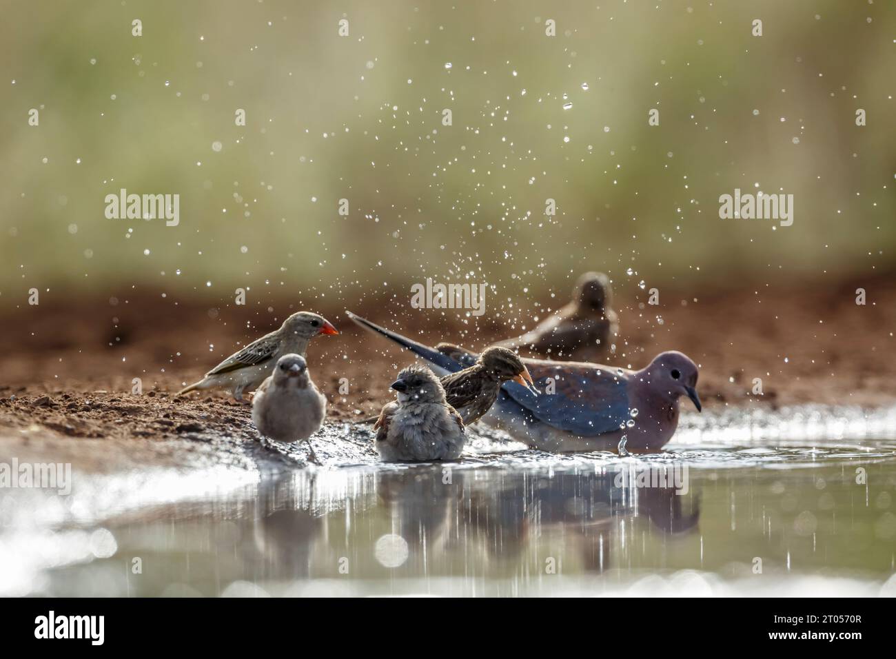 Southern Grey headed Sparrow, Red-billed Quelea, and laughing dove ...