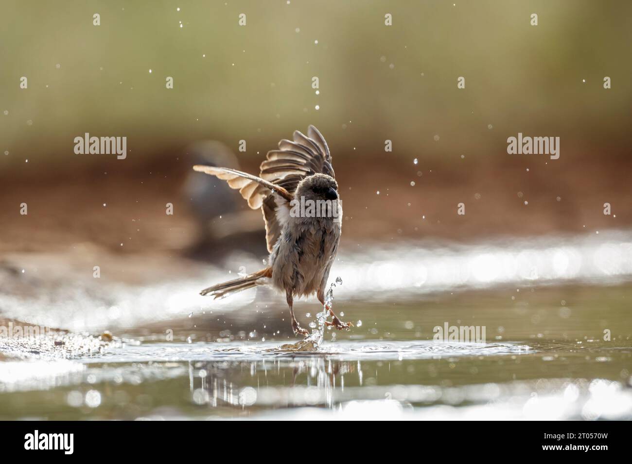 Southern Grey-headed Sparrow flying over water in Kruger National park ...