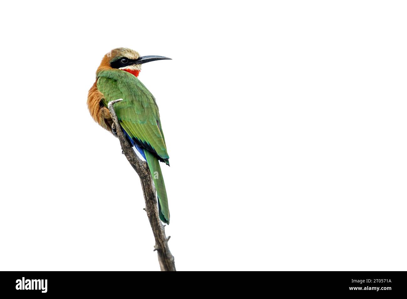 White fronted Bee eater standing on a branch isolated in white ...