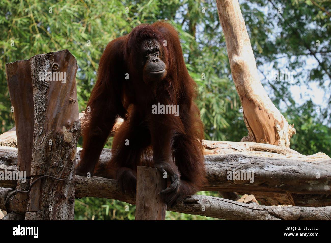 Yogyakarta, Indonesia. October 4, 2023, Yogyakarta, Special Region of ...