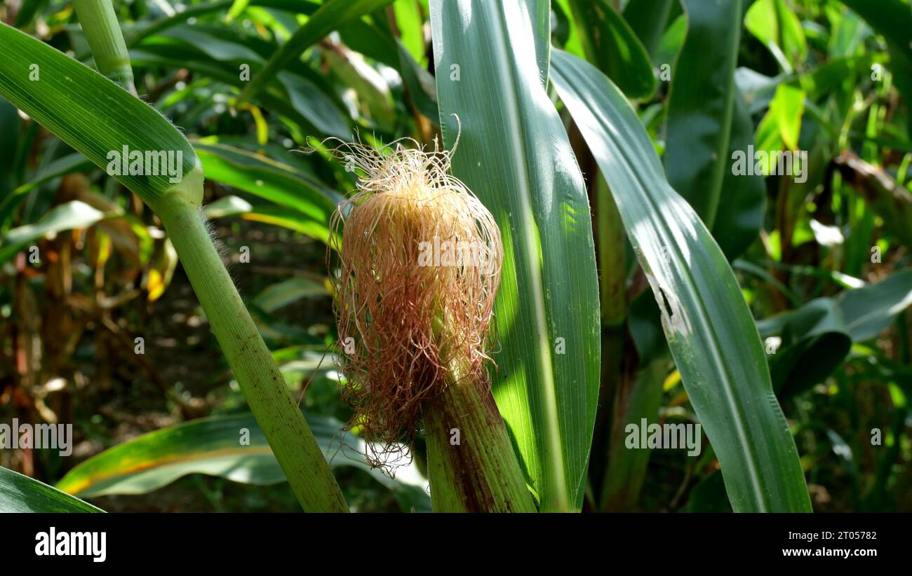The cornfield is ready for harvest. The corn cob is an intriguing fruit ...