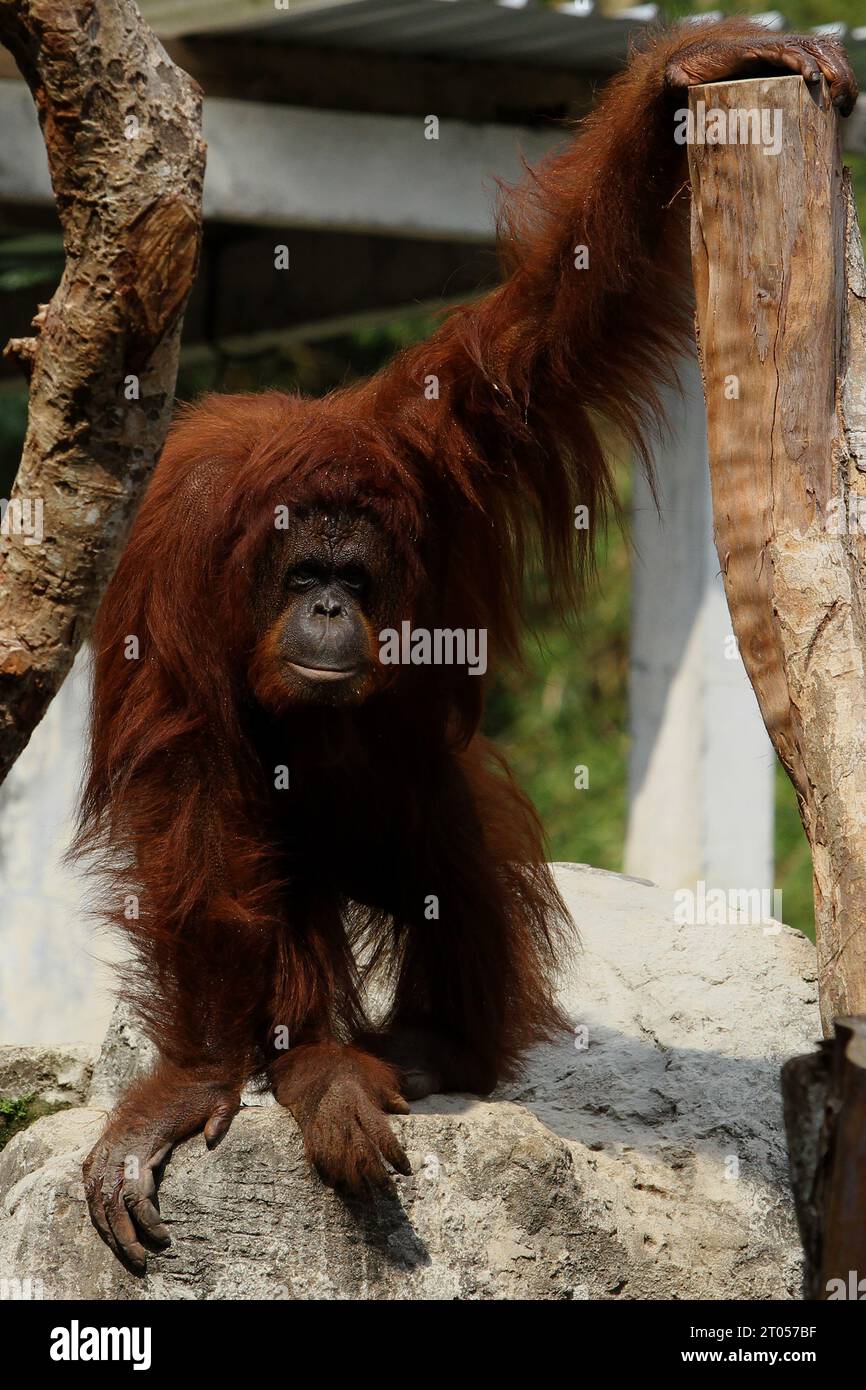 Yogyakarta, Indonesia. October 4, 2023, Yogyakarta, Special Region of ...