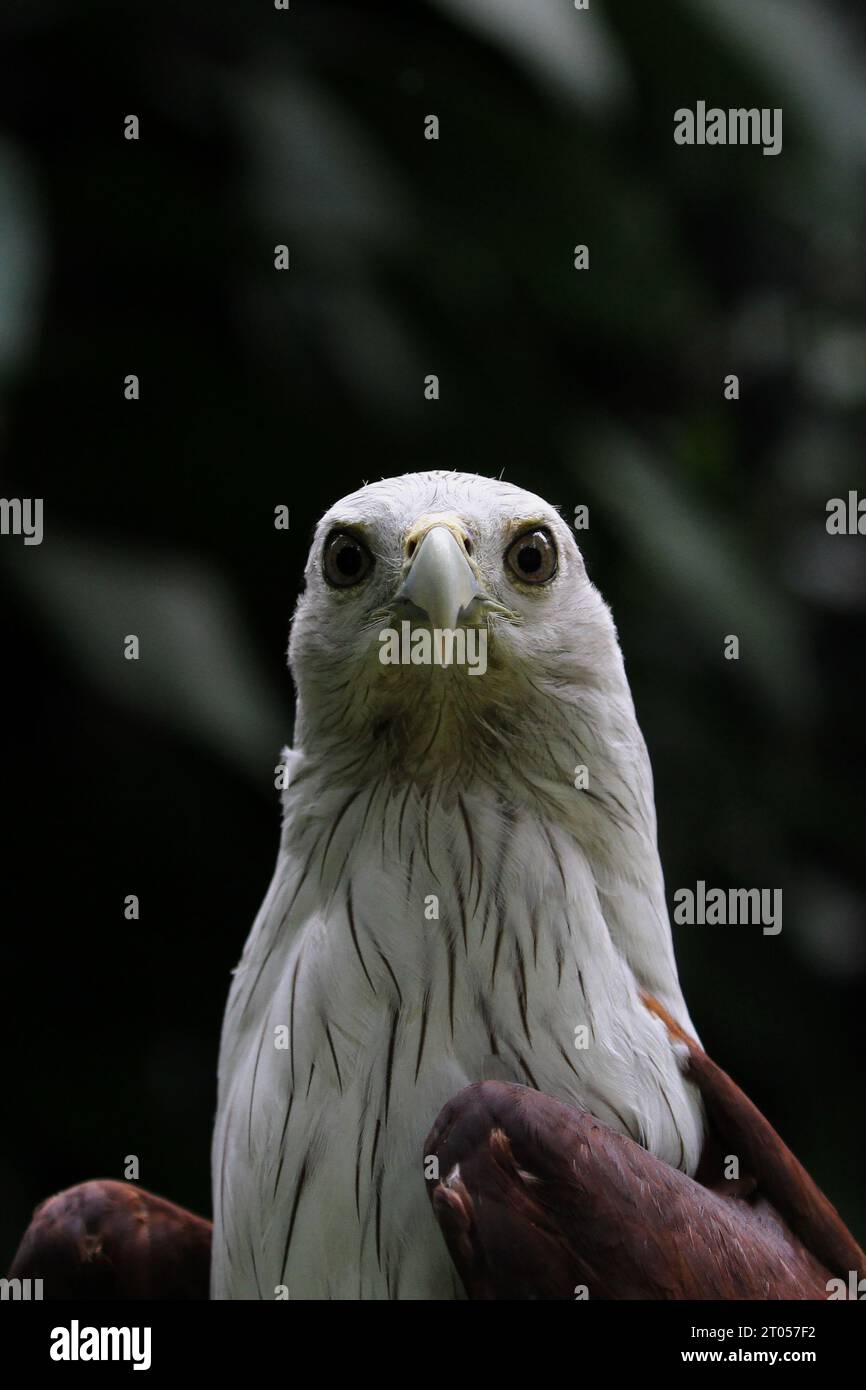 Yogyakarta, Indonesia. October 4, 2023, Yogyakarta, Special Region of ...