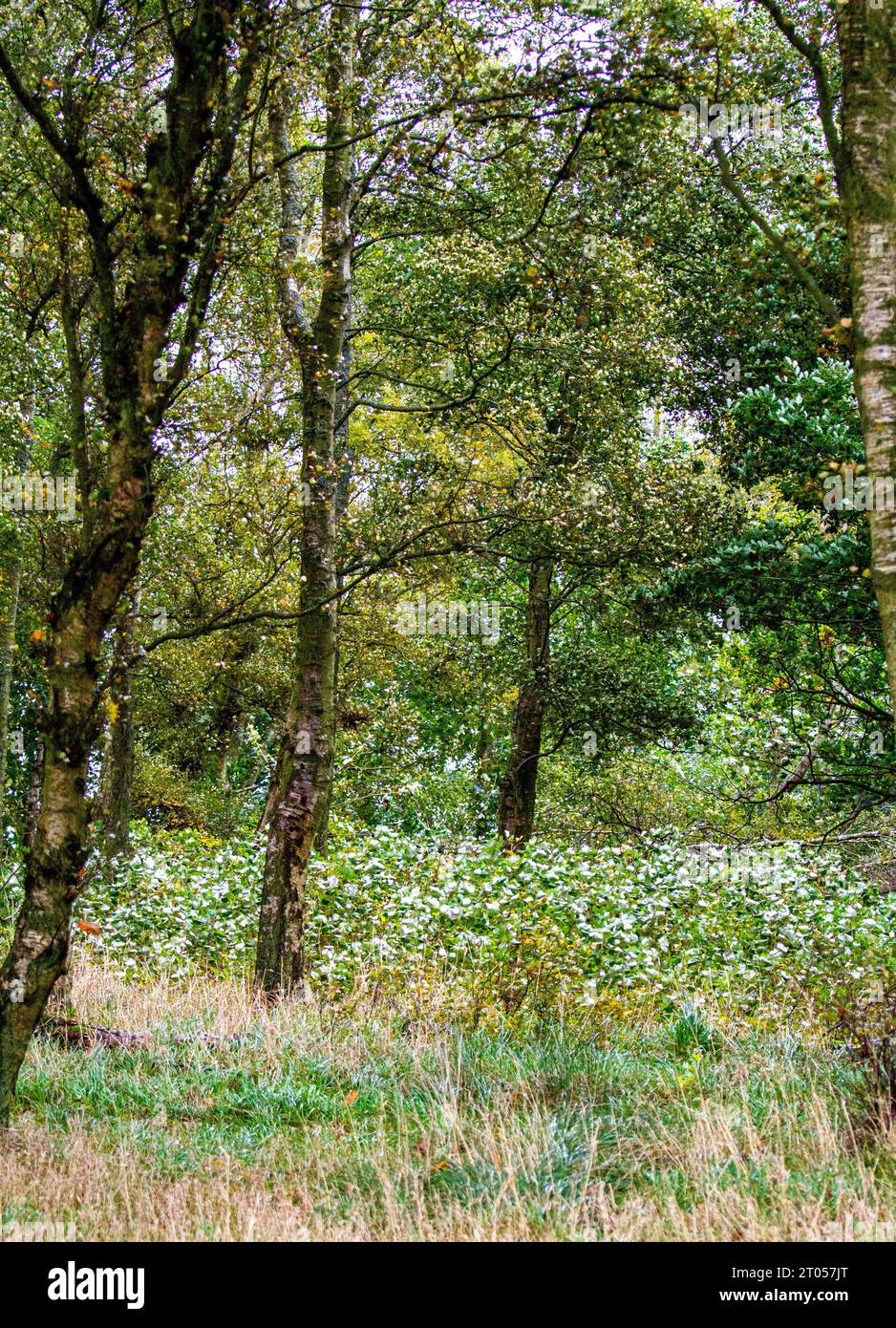 Woodland scene dundee hi-res stock photography and images - Alamy