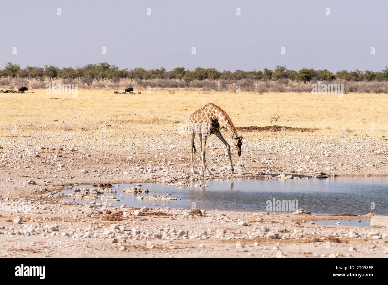 Angolan Giraffes -Giraffa giraffa angolensis- standing drinking from a waterhole in Etosha ...