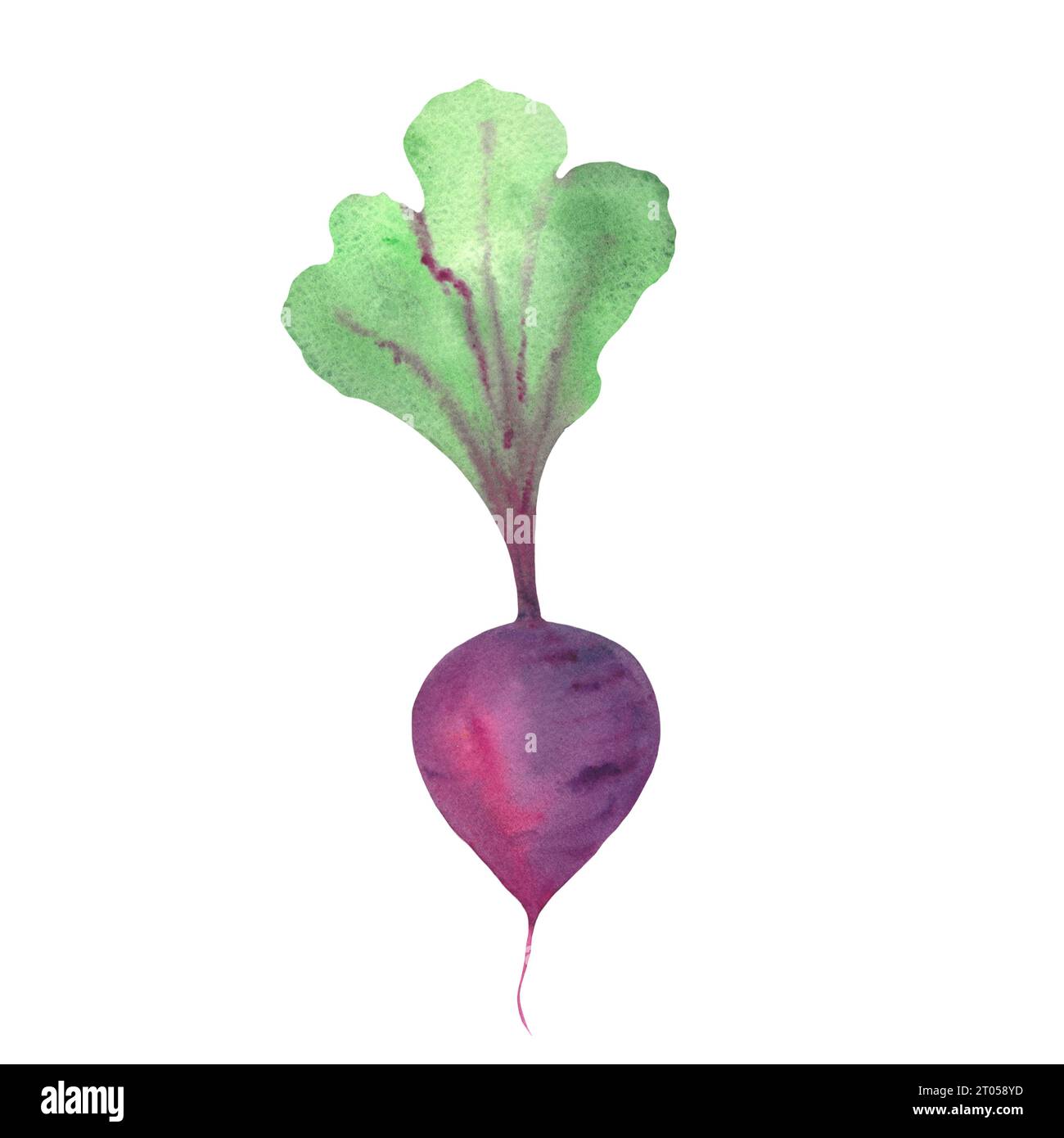 watercolor hand drawn beetroot, vegetable isolated picture, harvest ...