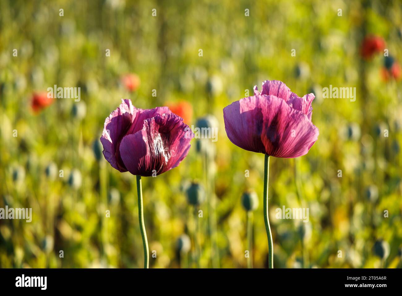 Blooming violet poppy flowers in backlight with blurred field ...