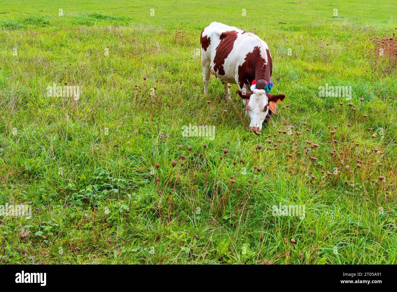 Cows dressed in their best party costumes will proudly descend from the ...