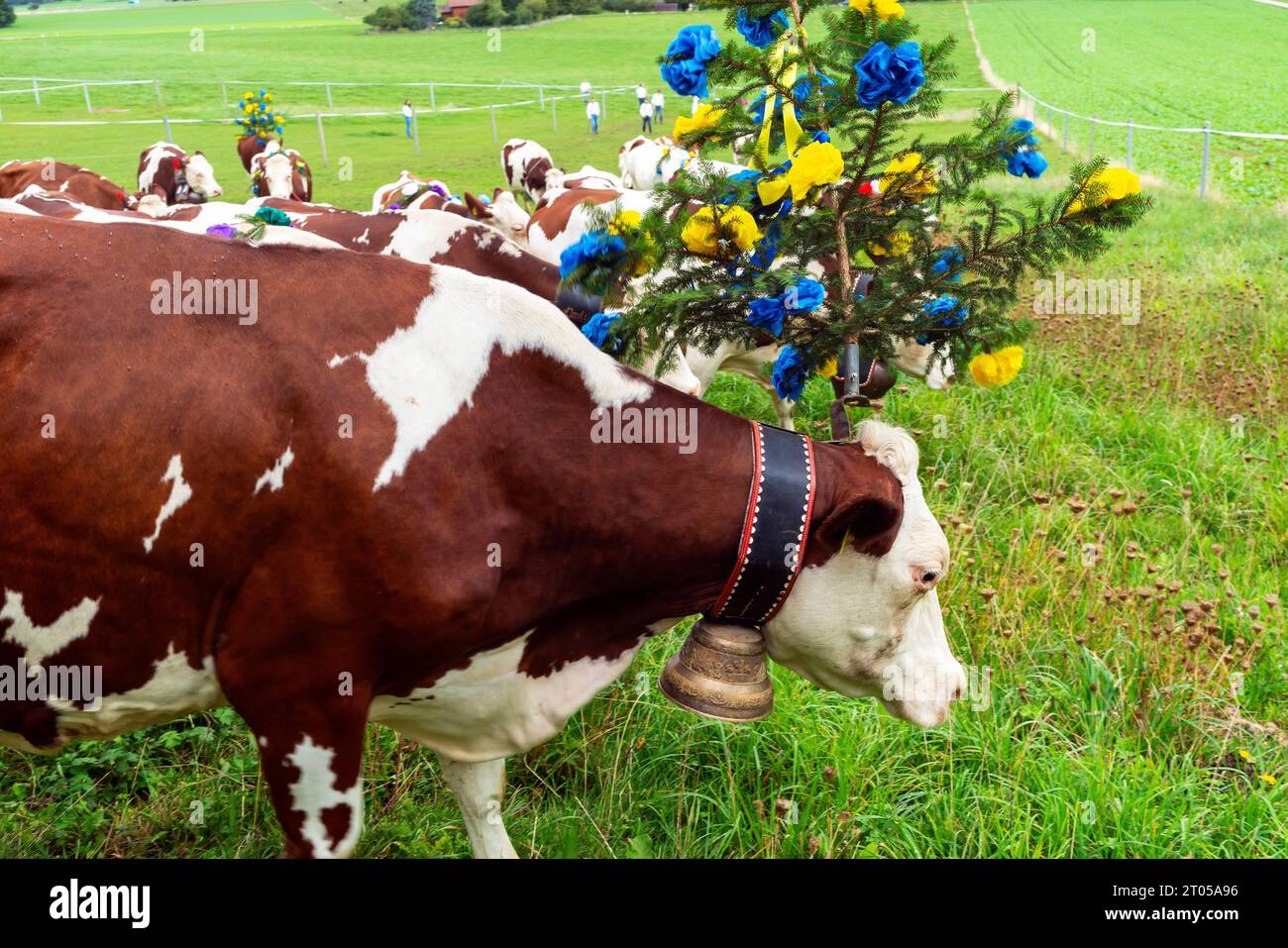 Cows dressed in their best party costumes will proudly descend from the ...