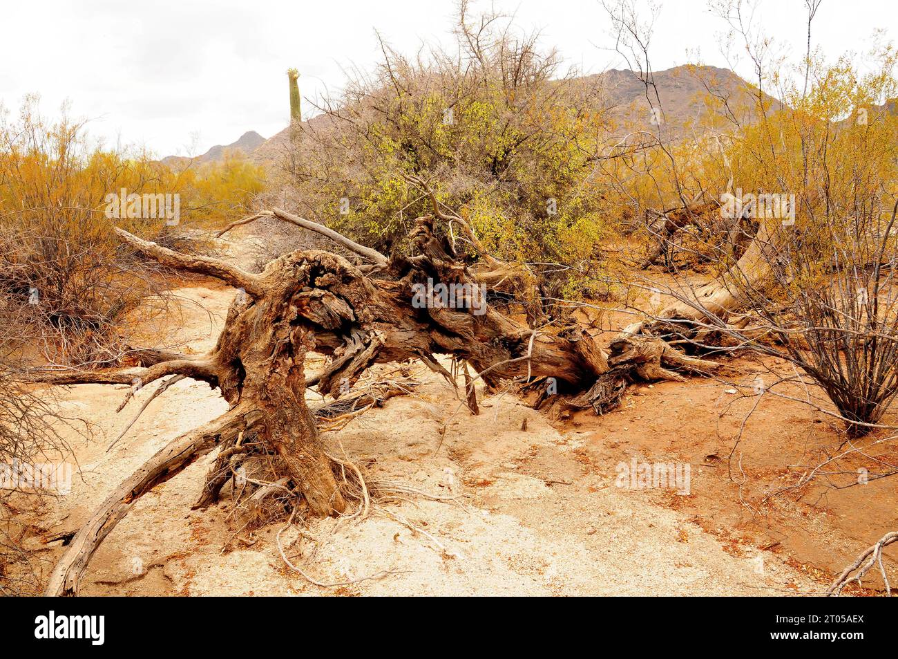 Ephemeral dry river hi-res stock photography and images - Alamy