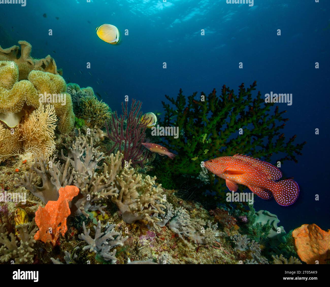 Coral Reef Scene Raja Ampat Stock Photo - Alamy