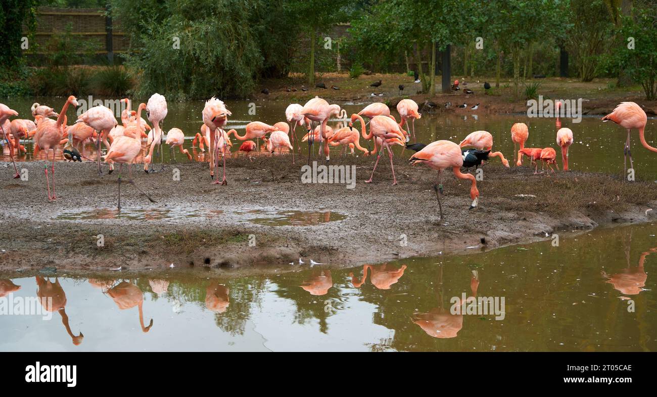 Pink Flamingos in a habitat enclosure at Chester zoo, Cheshire, UK ...