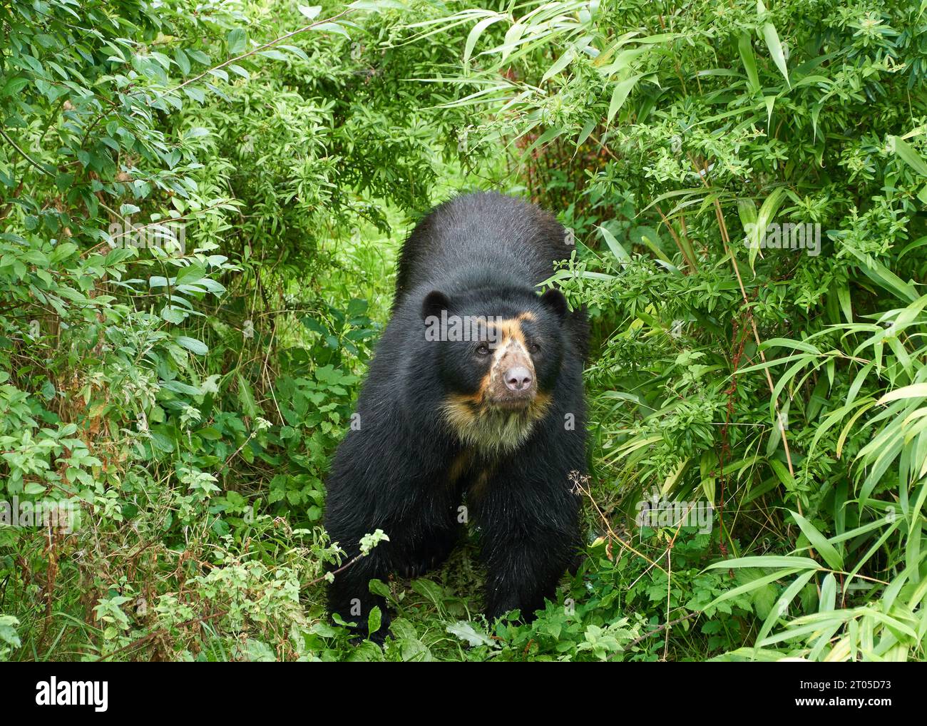 Andean bear forest hi-res stock photography and images - Alamy