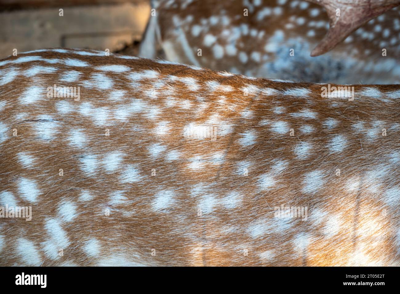 Red deer fawn skin with white spot, Cervus elaphus, background. Wild ...