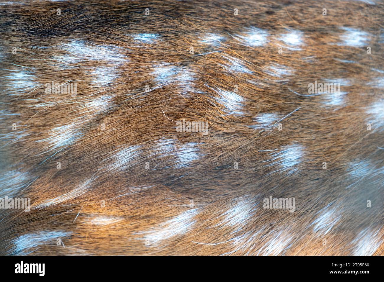 Deer skin native hi-res stock photography and images - Alamy