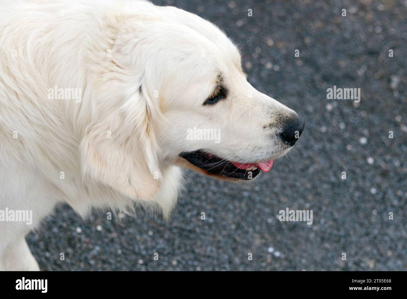 Big Labrador golden retriever with open mouth looking away with against ...