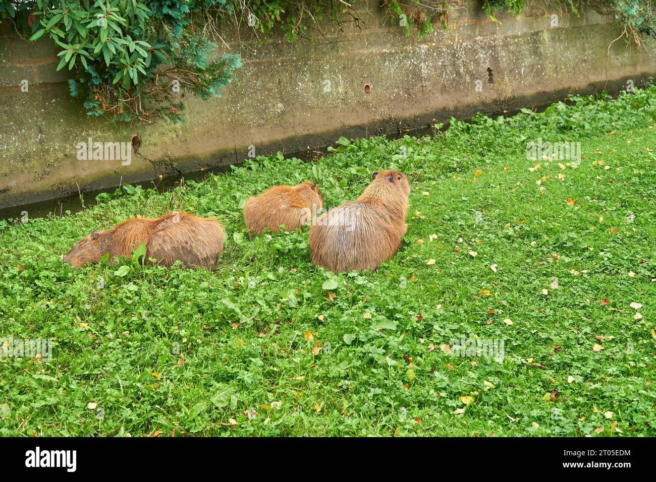 Capybara in an enclosure at Chester zoo, Cheshire, UK Stock Photo - Alamy
