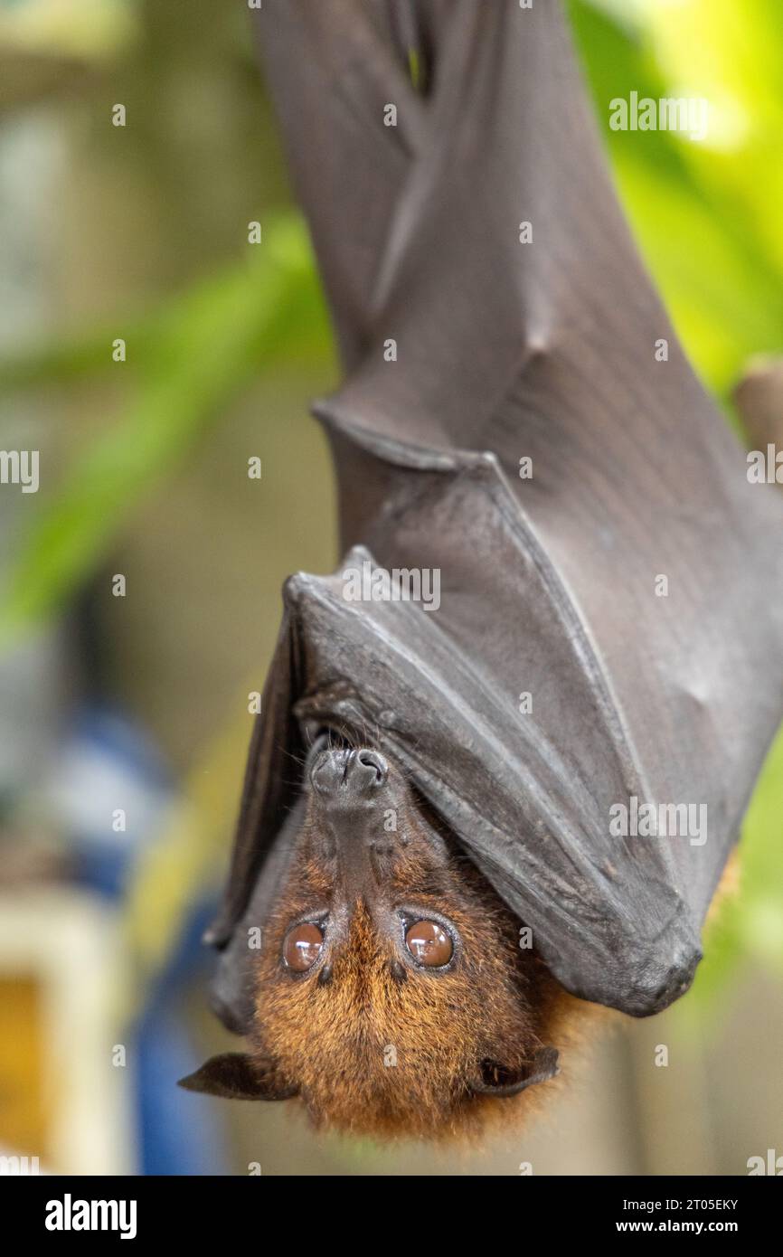 A large flying fox (Pteropus vampyrus) hanging upside down - image ...