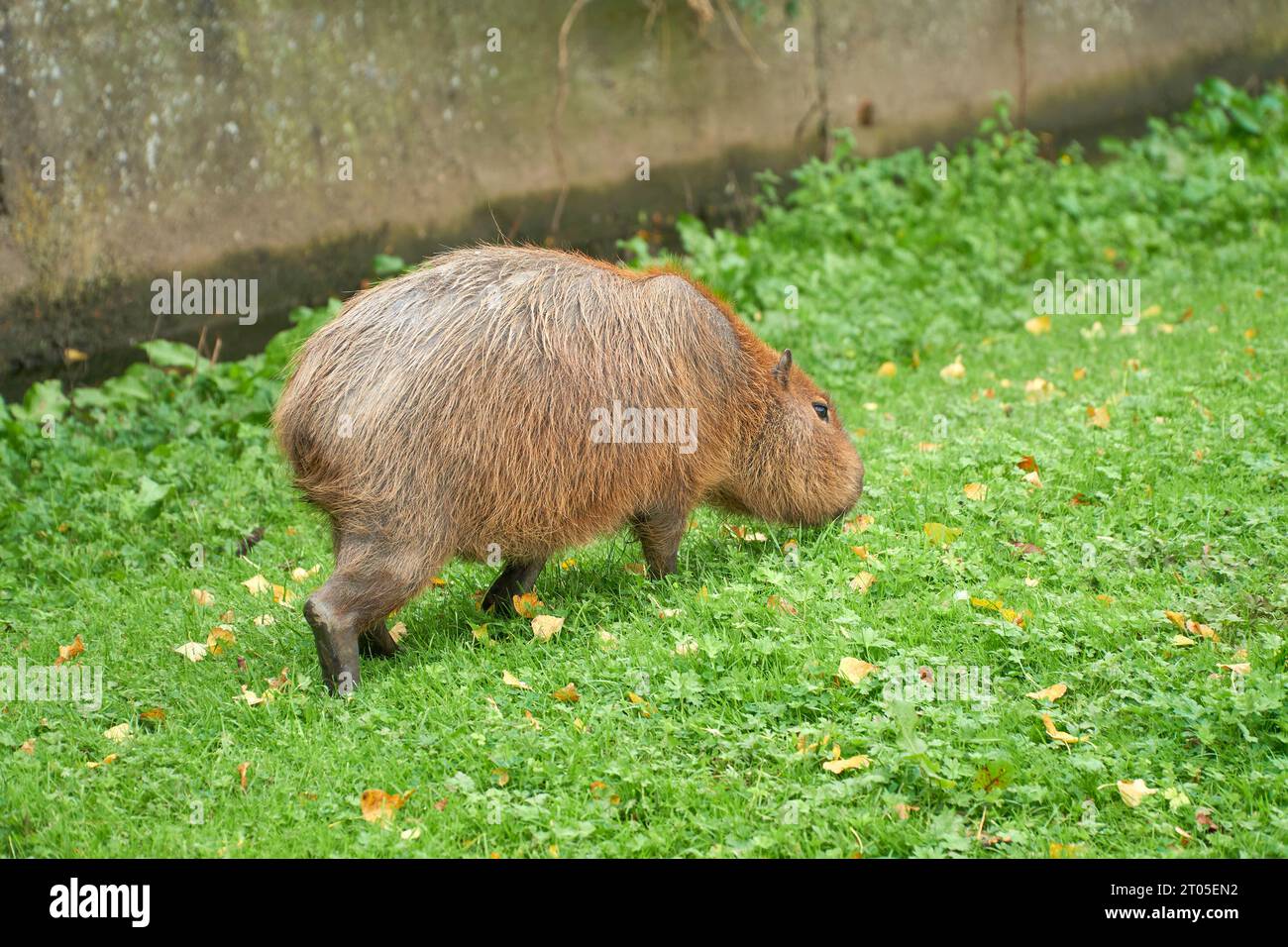 Capybara in an enclosure at Chester zoo, Cheshire, UK Stock Photo - Alamy