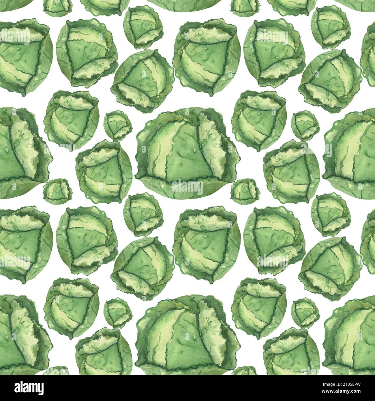 pattern of vegetables, cabbage, harvest, isolated illustration drawn by ...