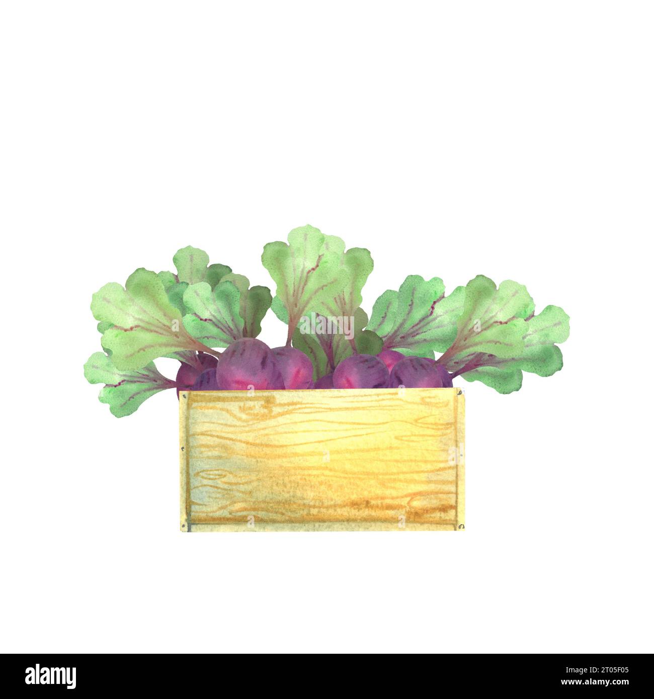 beetroot in a wooden box, harvest, watercolor hand drawn illustration ...