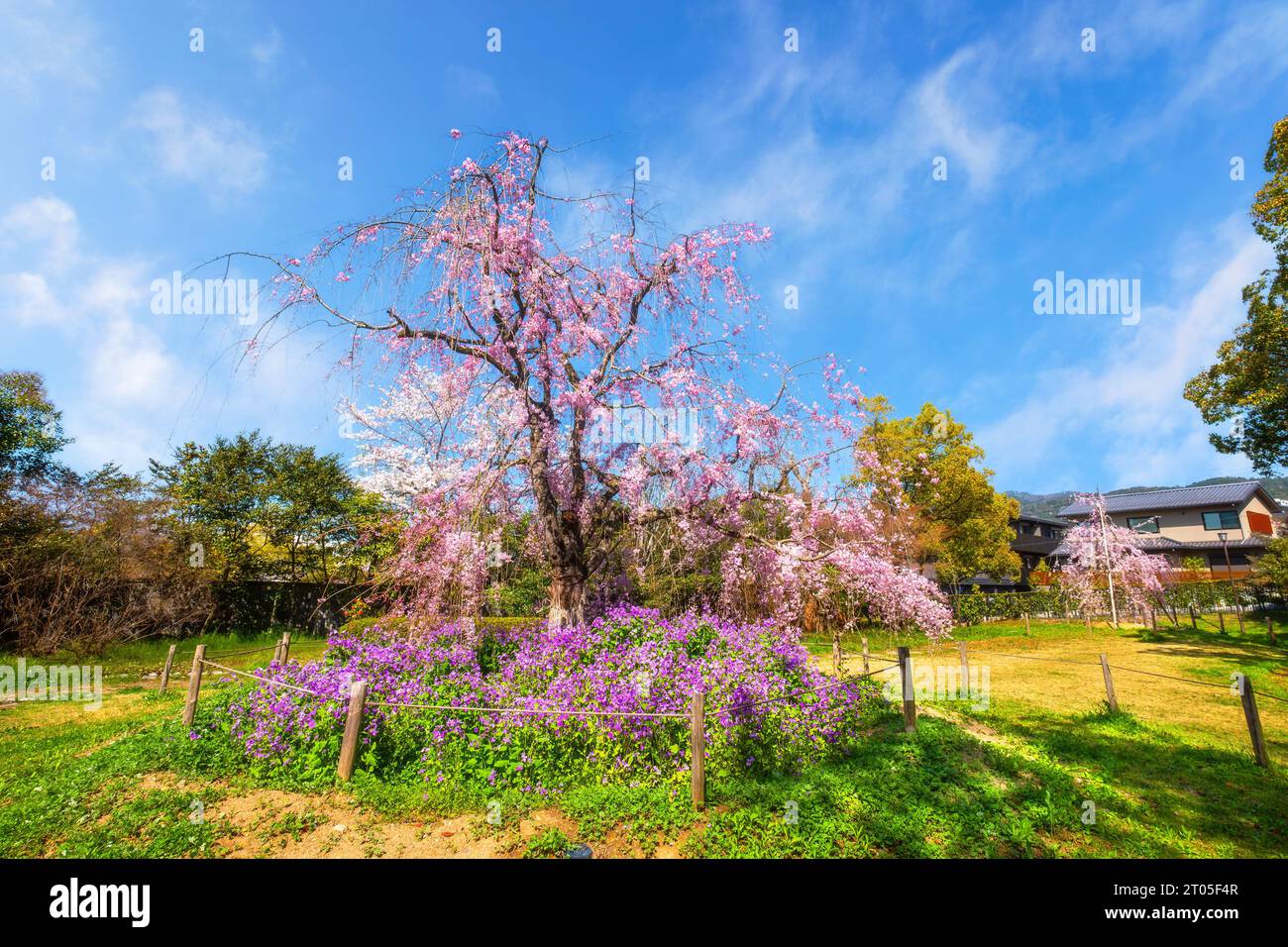 Beautiful Weeping Sakura at Awataguchi Aokusu no Niwa Park in Kyoto ...