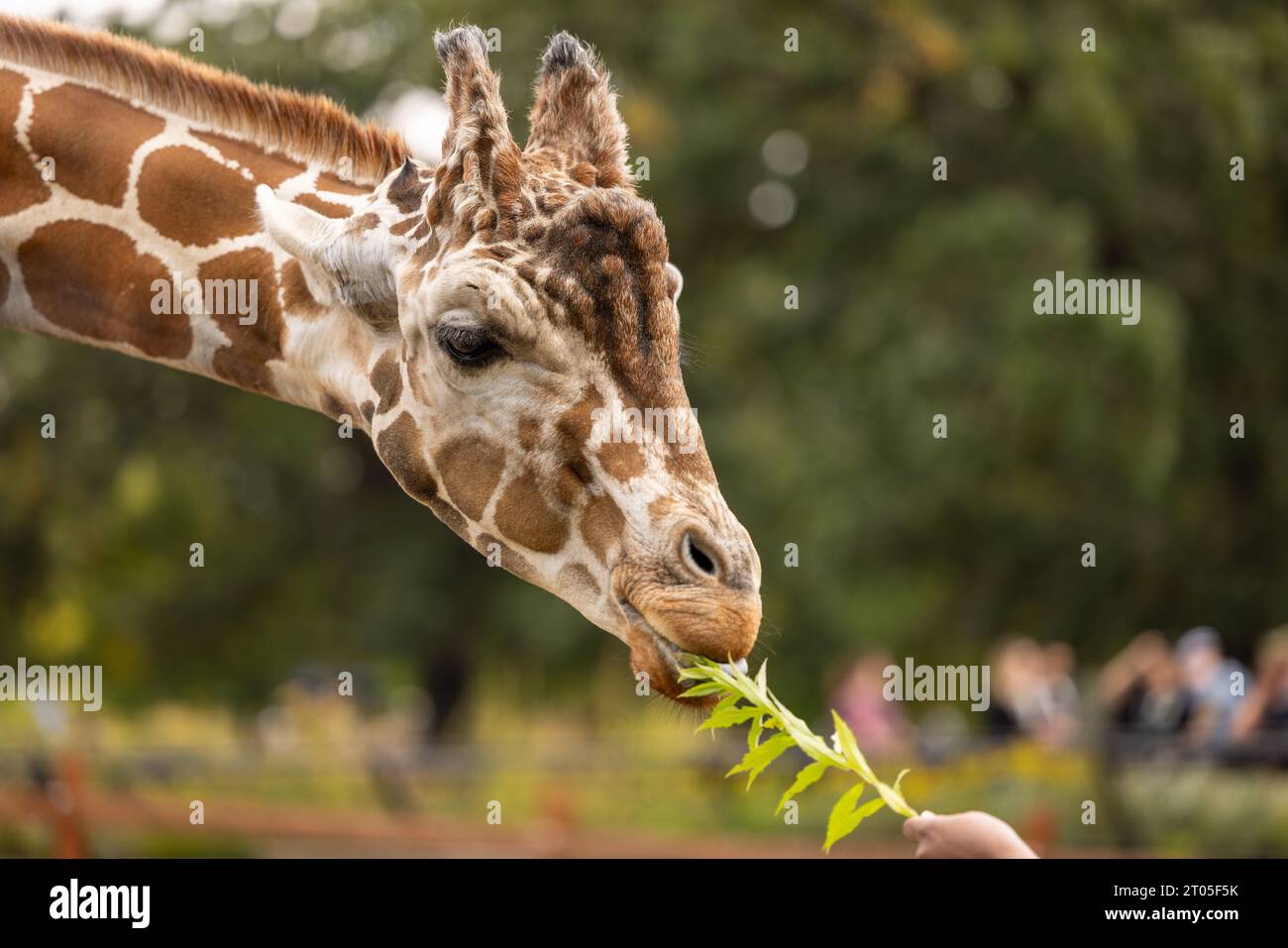 A giraffe being fed in a zoo Stock Photo - Alamy