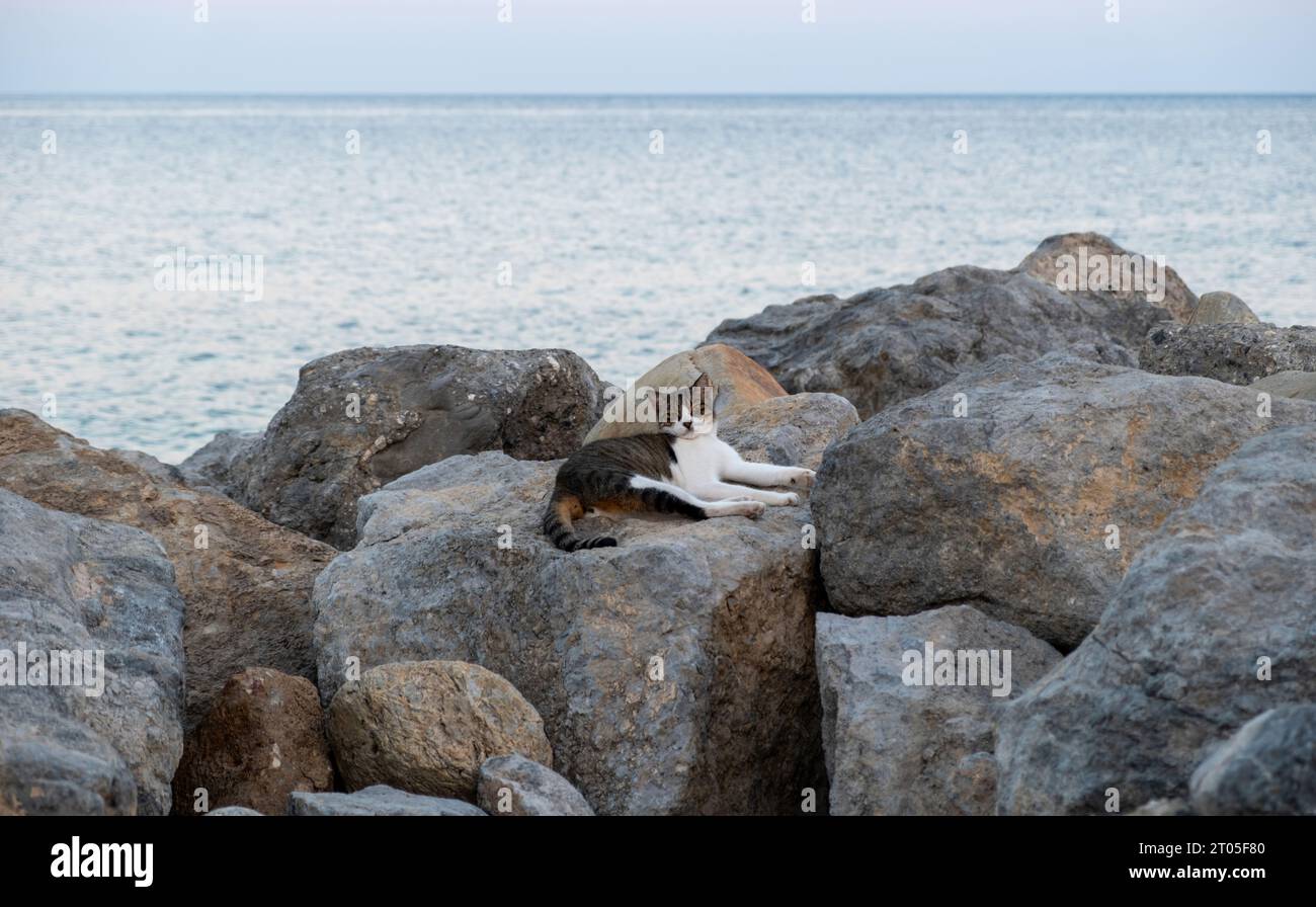 Seaside feline hi-res stock photography and images - Alamy