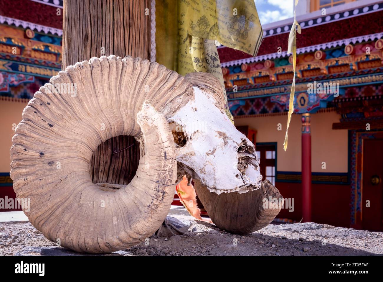 Goat skull in a Buddhist monastery, Ladakh, India Stock Photo - Alamy