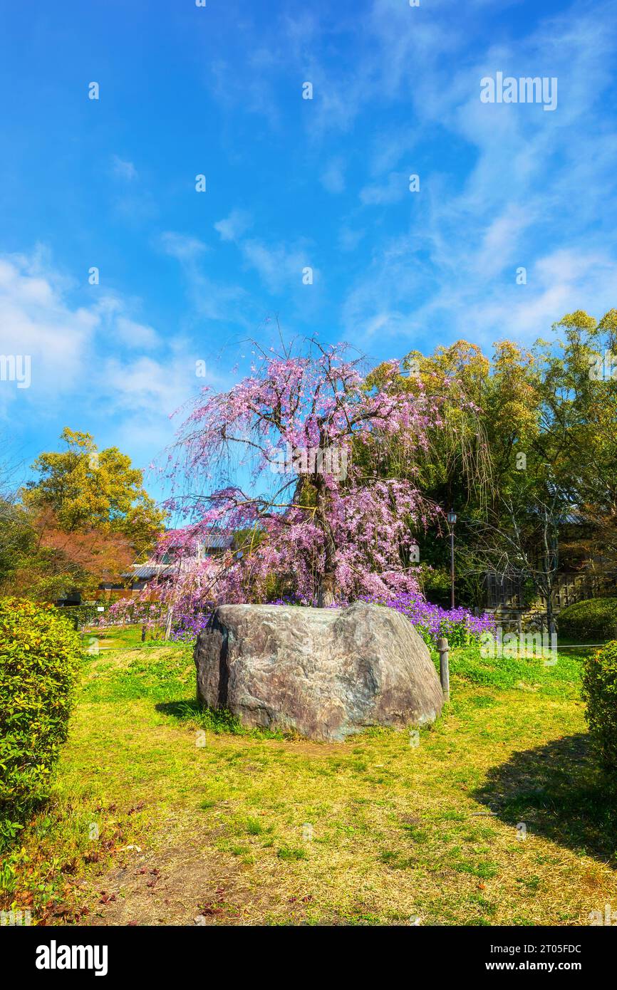 Beautiful Weeping Sakura at Awataguchi Aokusu no Niwa Park in Kyoto ...