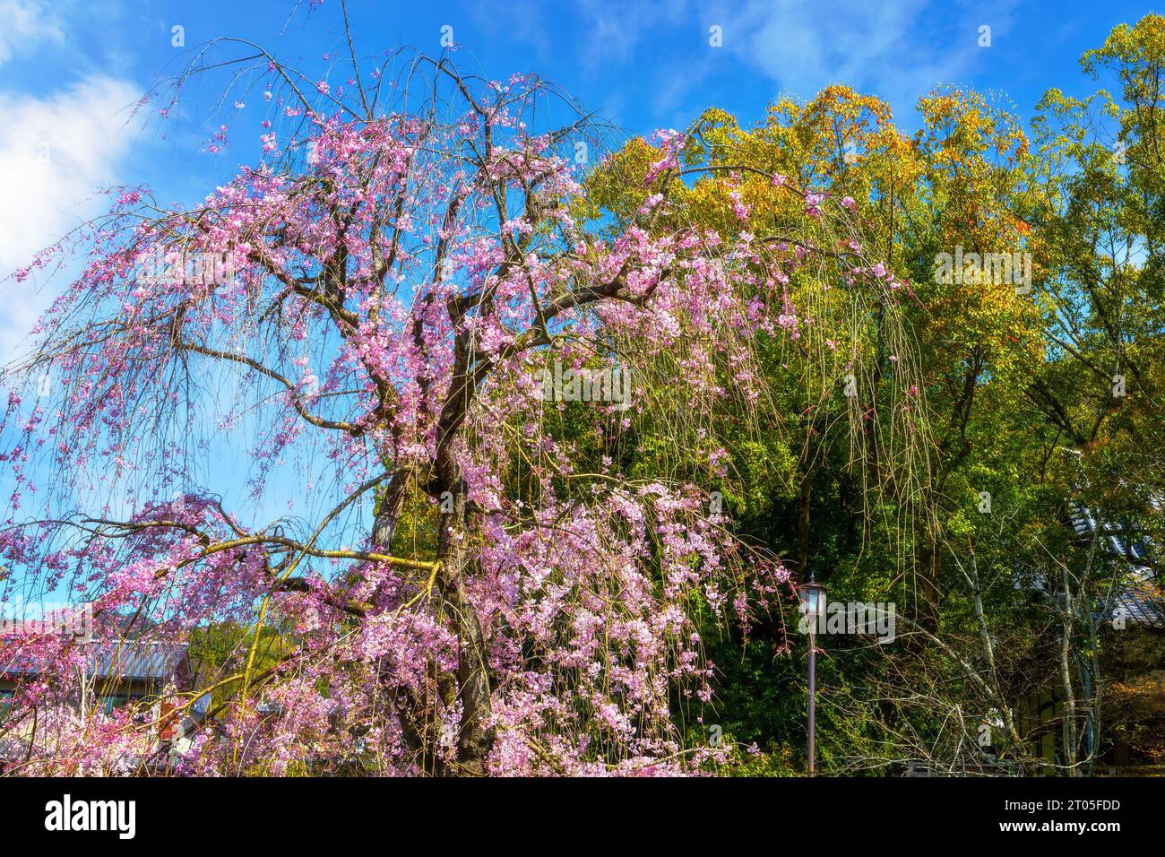 Beautiful Weeping Sakura at Awataguchi Aokusu no Niwa Park in Kyoto ...